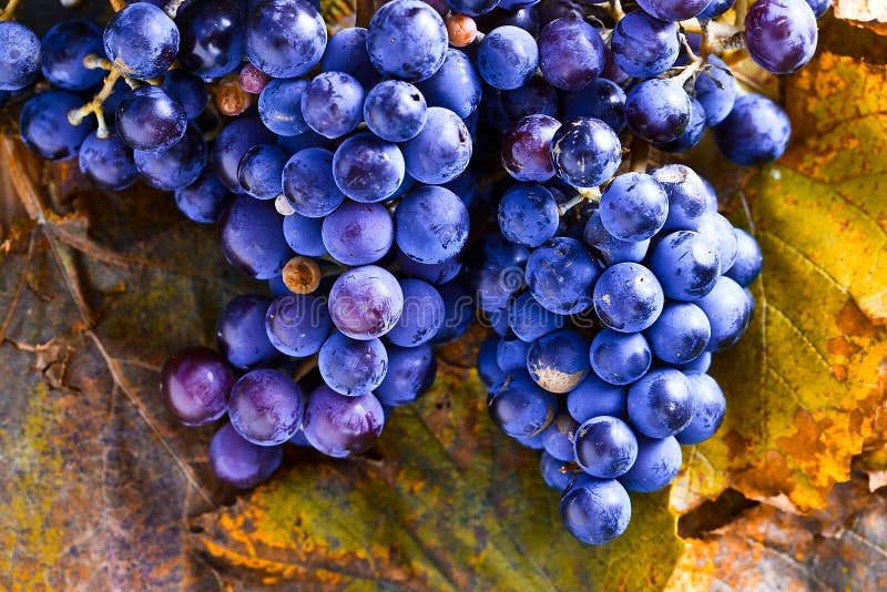 Blue grape stock image. Image of bright, sweet, vine - 46204537