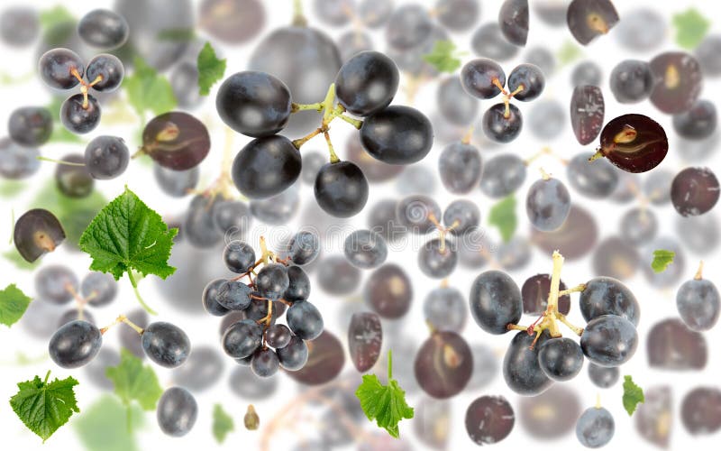 Blue Grape Slice and Leaf Abstract Stock Image - Image of natural, flat ...