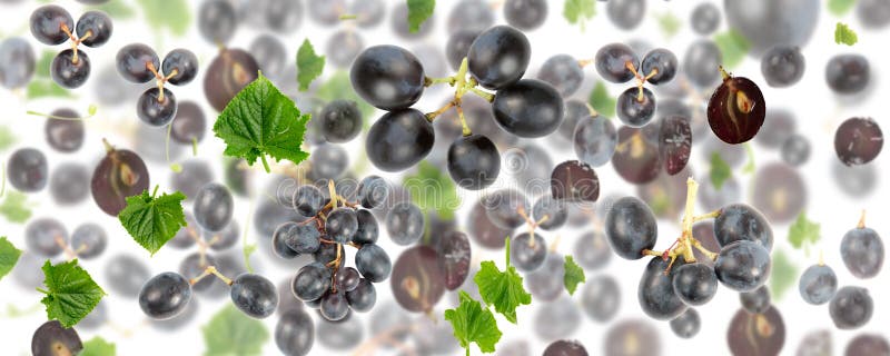 Blue Grape Slice and Leaf Abstract Stock Image - Image of green ...