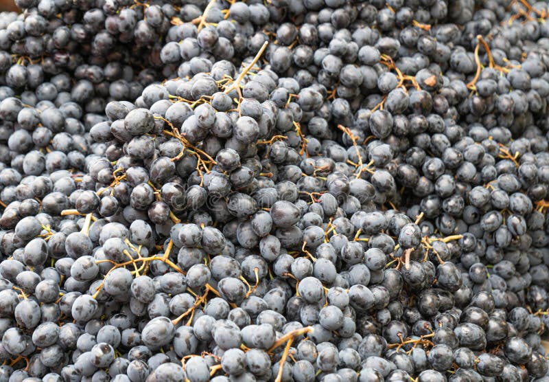 Blue Grape Texture Background, Grapes Pattern with Copy Space Stock ...