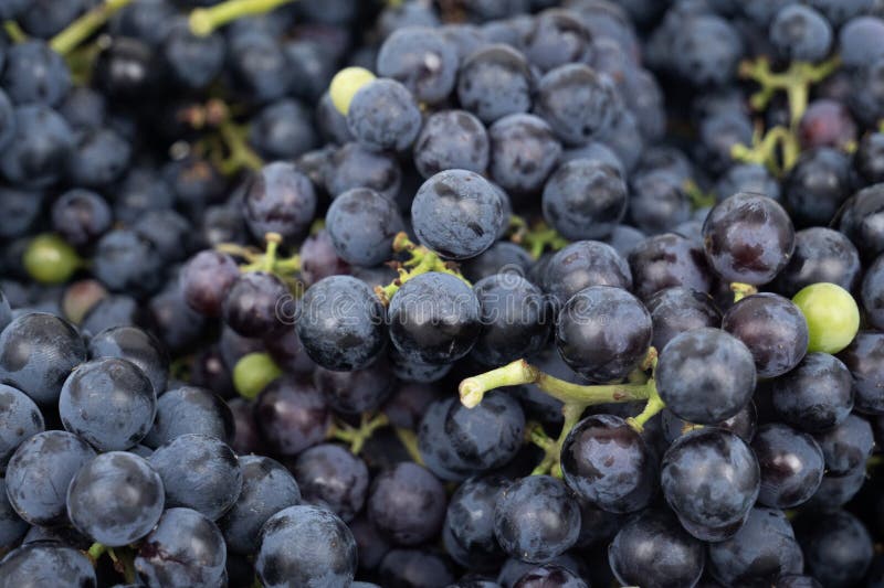Blue Grape Variety for Wine Stock Photo - Image of stack, wine: 328546406