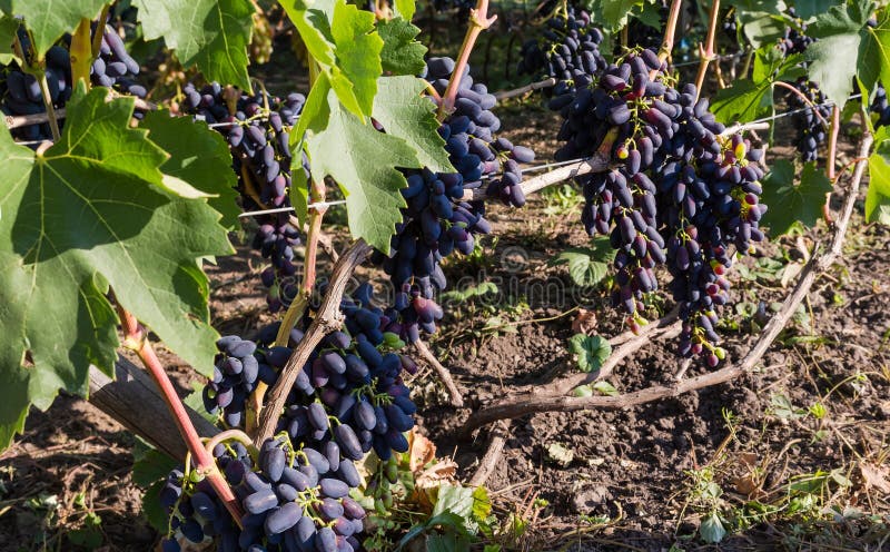 Blue Grape on the Vine on Vineyard in Sunny Morning Stock Image - Image ...
