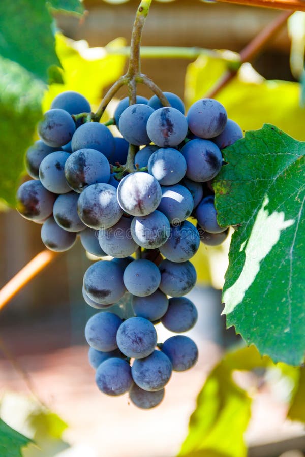 Blue grape in vineyard stock image. Image of crop, autumn - 251682849
