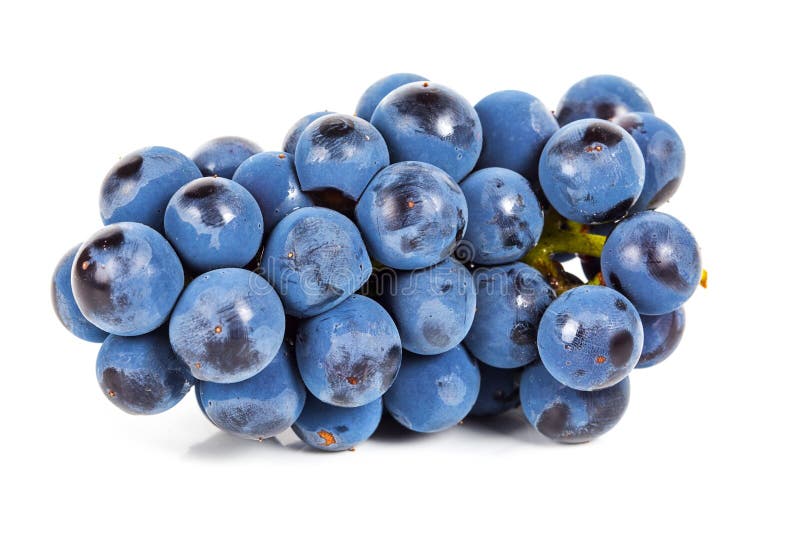 Blue grape stock image. Image of dessert, juicy, healthy - 45839251