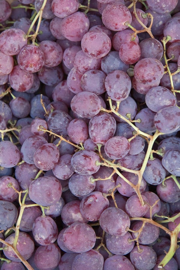 Blue grapes stock photo. Image of closeup, food, organic - 11933466