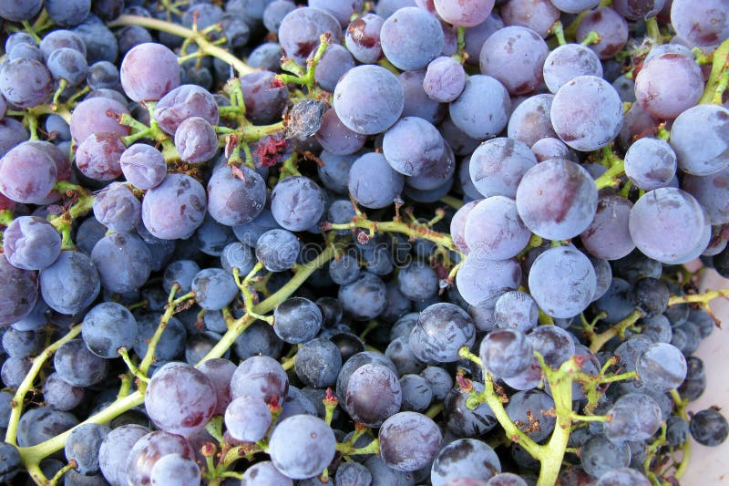 Blue grapes stock photo. Image of culture, grape, gathering - 7540974