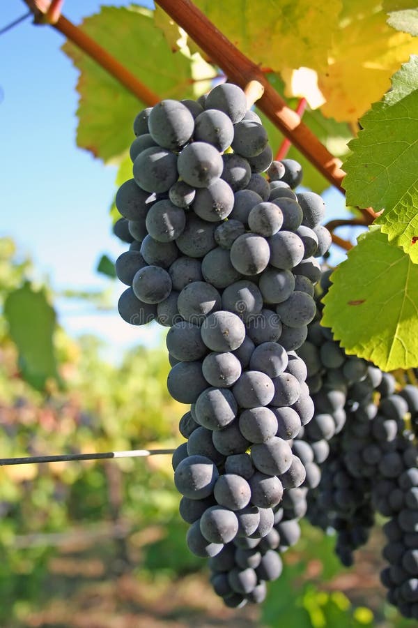 Ripe Pinot Noir Grapes stock image. Image of foliage, cluster - 1317271
