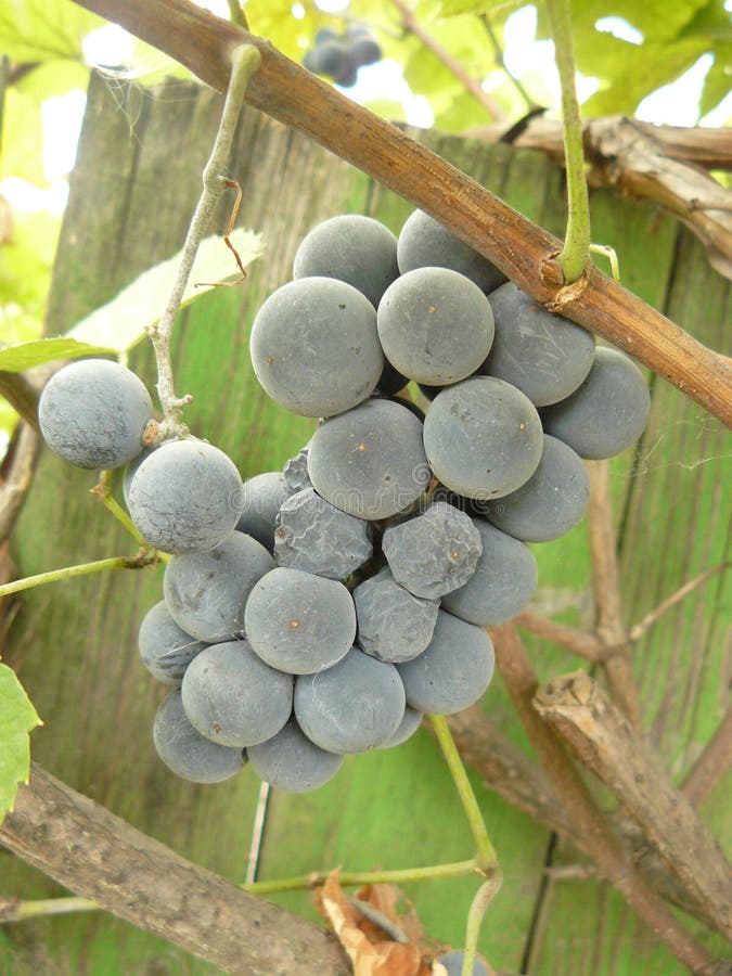 Small blue grapes stock photo. Image of autumn, park - 225679240