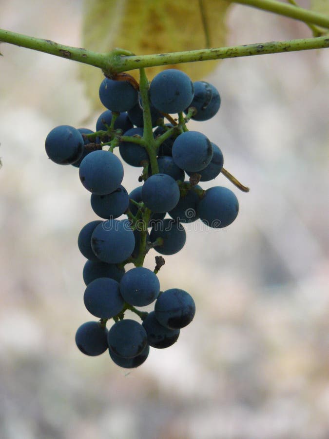 Blue grapes on the vine stock photo. Image of wall, garden - 157138938