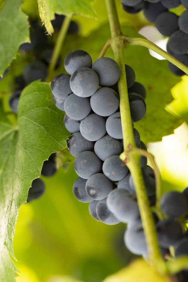 Blue grapes on a branch stock image. Image of grow, grape - 141375643