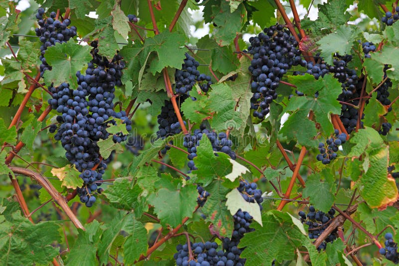 Blue grapes on a bush stock image. Image of vine, mellow - 60298861