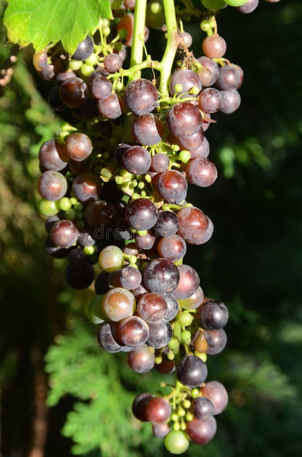 Blue Grapes. stock image. Image of growing, berries - 101150525