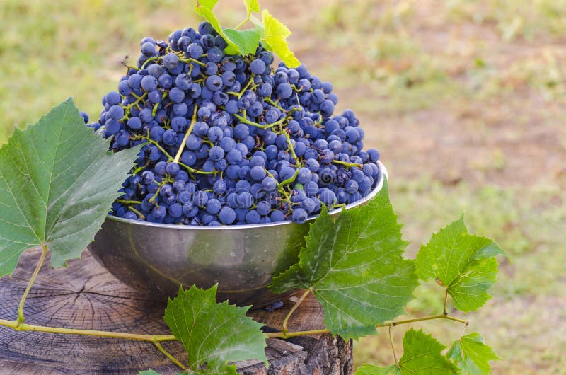 Blue grapes in a container stock image. Image of fresh - 200567759