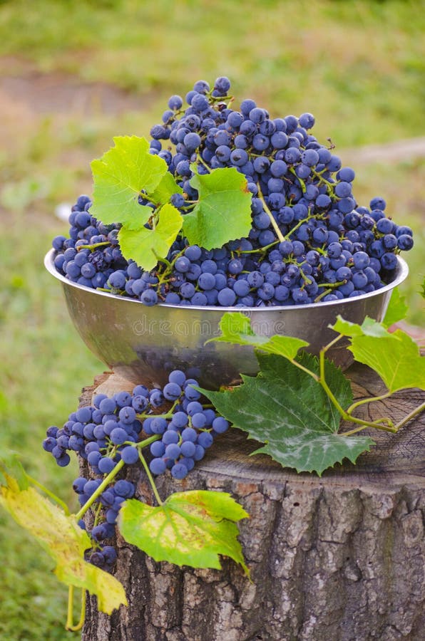 Blue grapes in a container stock image. Image of wine - 200567929