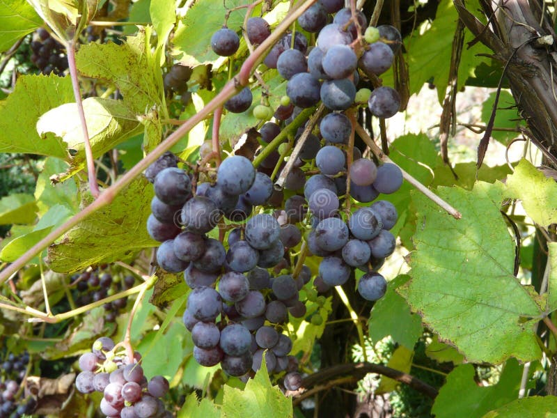 Grapes with red vine. stock image. Image of landscape - 147573475