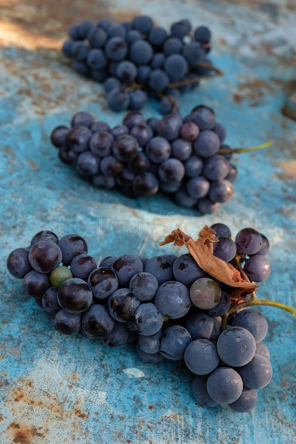Blue Grapes on a Metal Grunge Surface. Stock Photo - Image of cluster ...