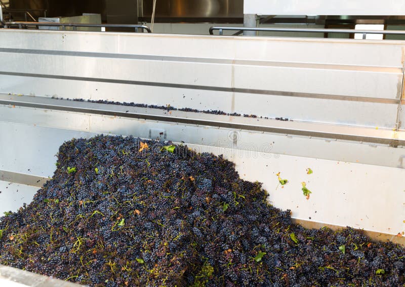 Grape Sorting Machine Stock Photos - Free & Royalty-Free Stock Photos ...