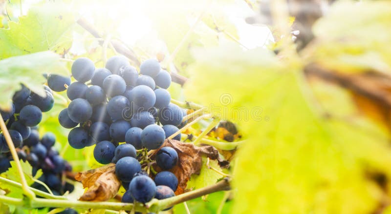 Blue grapes in sunlight stock image. Image of grape - 125169981
