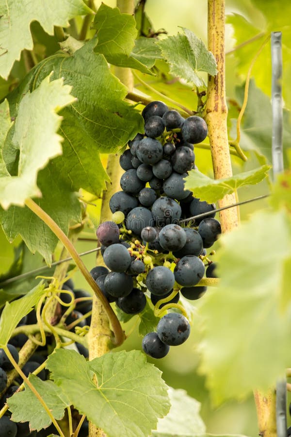 Blue Grapes (Vitis Vinifera) Stock Image - Image of acid, antioxidative ...