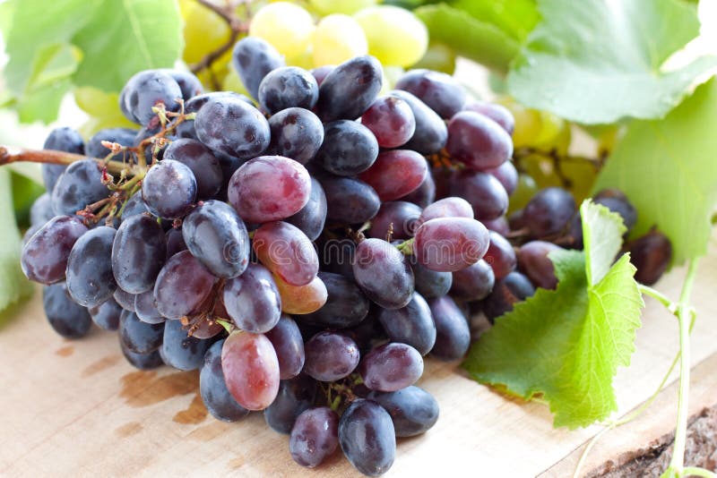 Muscadine Grapes are Also Known As Swamp Grapes, Florida Grapes in a ...