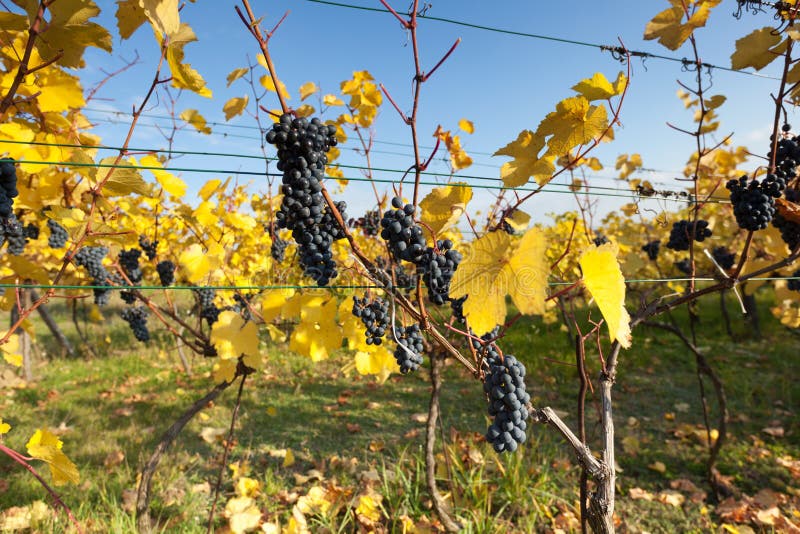 Blue Grapes with Yellow Leaves Stock Image - Image of field, black ...