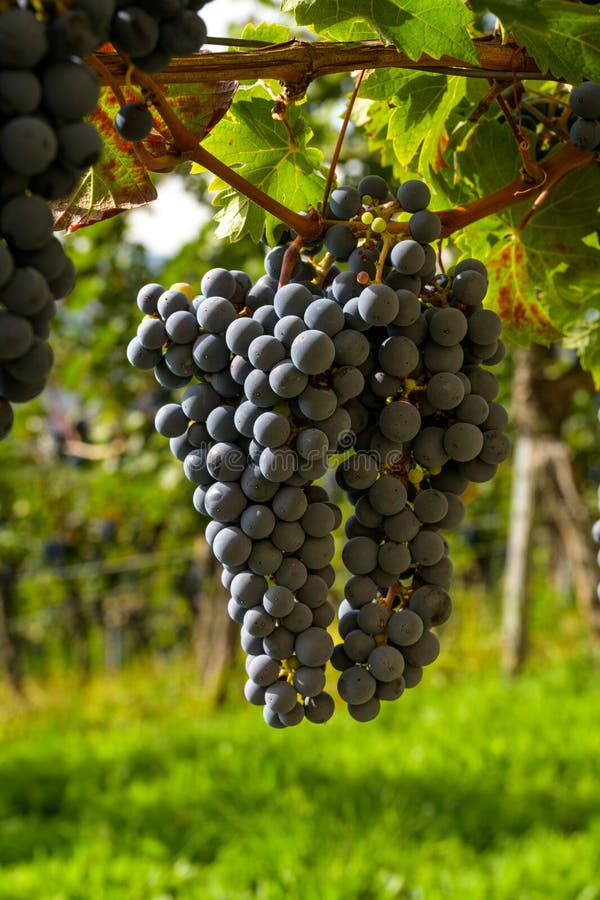 Blue Grapevine in Autumn Sun Stock Image - Image of closeup, green ...