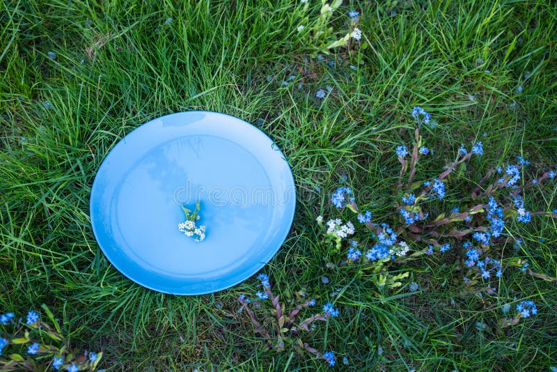 Blue Grass Dishes, Summer Weeds, Picnic on the Grass Stock Image ...