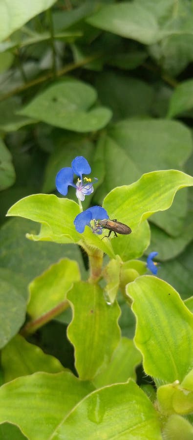 The Blue Grass Flower is Being Infested with Insects Stock Image ...