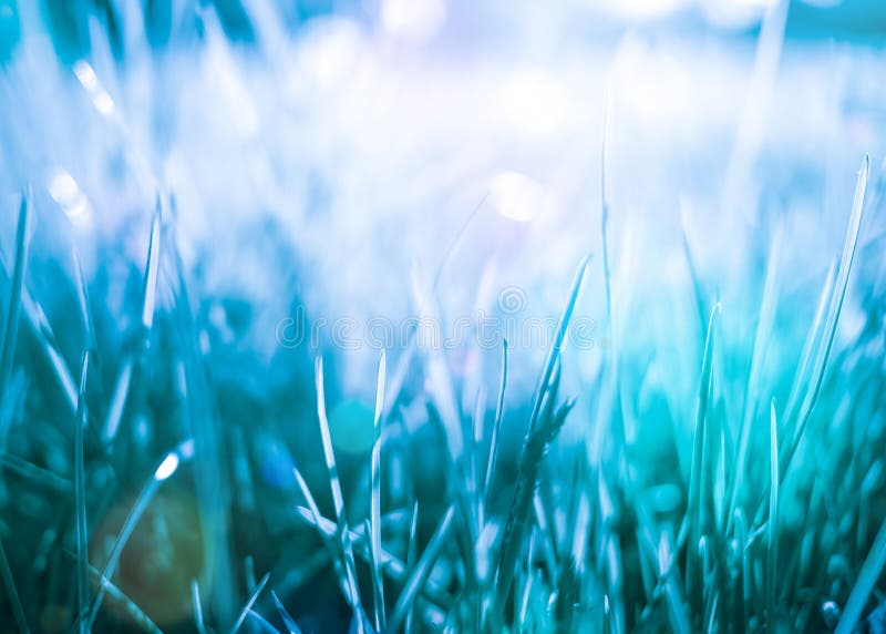 Blue Grass Natural Abstract Background Stock Photo - Image of garden ...