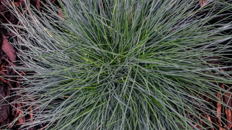 Blue Grass stock photo. Image of mobilebackground, blue - 89142170