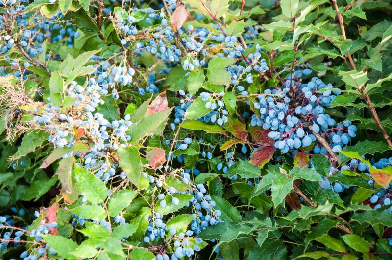 Blue-gray Berry mahonia stock photo. Image of healthy - 76266854
