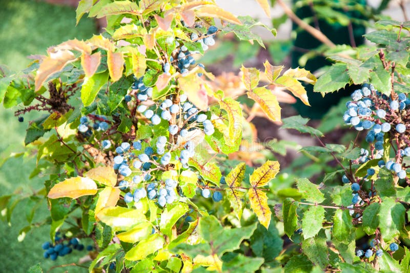 Blue Gray Berry Mahonia Stock Photos - Free & Royalty-Free Stock Photos ...
