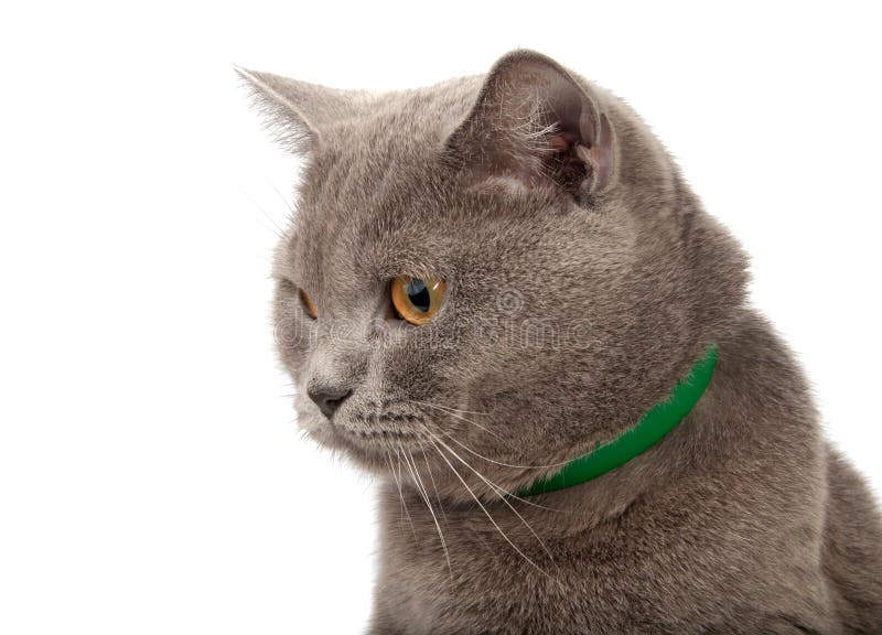 Blue Gray British Cat Isolated Stock Image - Image of gray, isolated ...