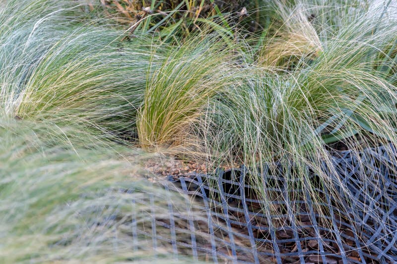 Blue or Gray Fescue Grows among the Bark of Coniferous Trees. Stock ...