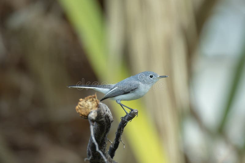 A Blue-Gray Gnatcatcher Bird Perched on a Tree Branch in Summer Florida ...