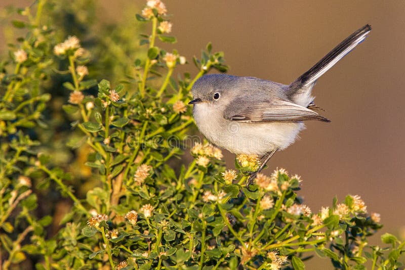 Blue-Gray Gnatcatcher stock photo. Image of bush, caerulea - 64135794