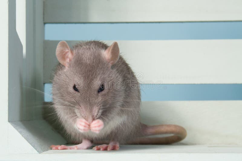 Blue gray pet rat washing stock image. Image of mammal - 236088087