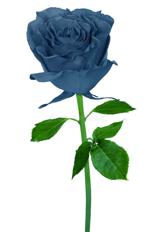 Blue gray rose isolated stock image. Image of leaf, decoration - 175438421