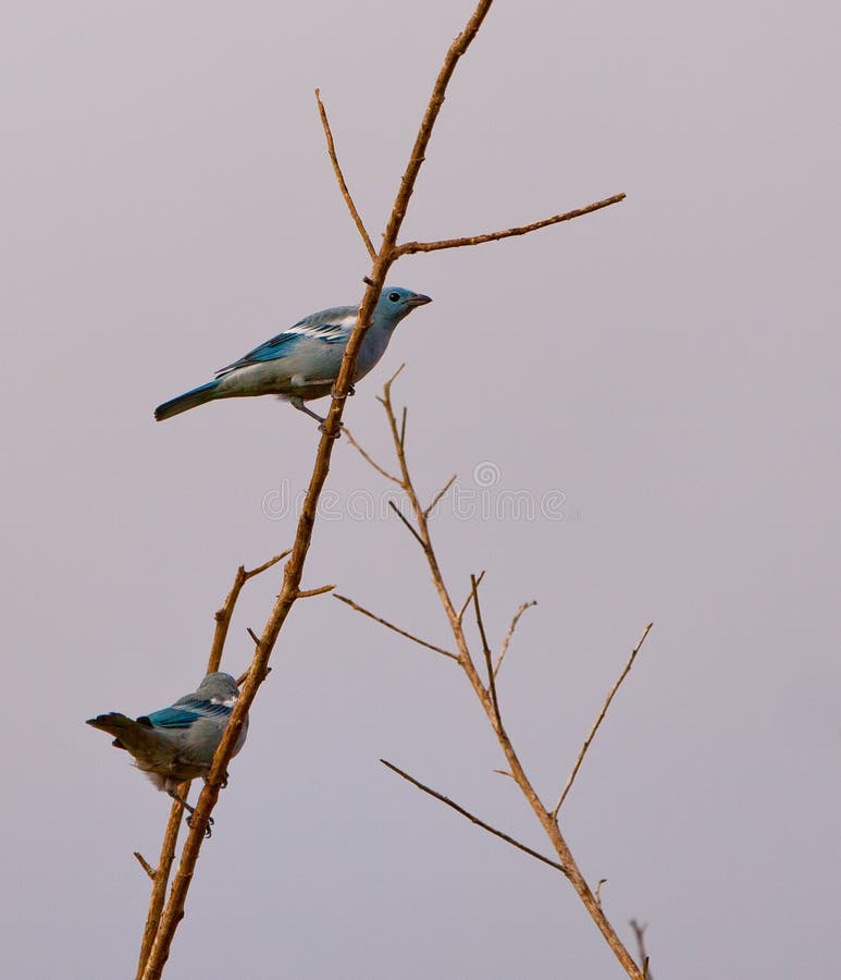 Blue-gray Tanager stock image. Image of creature, animal - 25970729