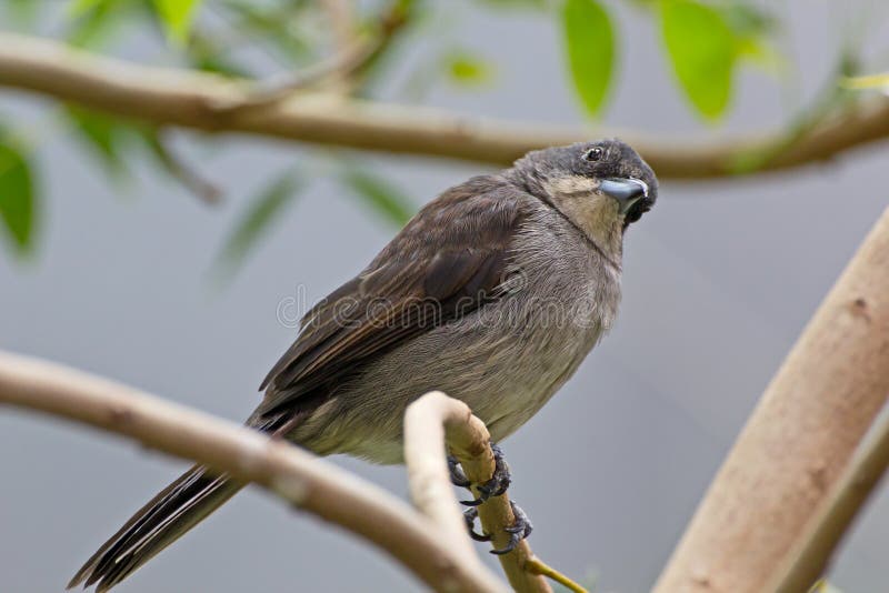 Blue-Gray Tanager Bird on Branch Stock Photo - Image of blue, episcopus ...