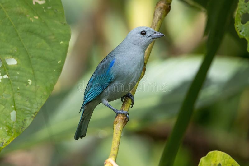 Blue-gray Tanager Perching on a Branch of Tree. Stock Photo - Image of ...