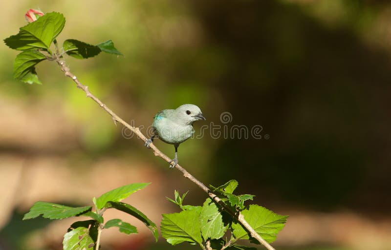 Blue-gray Tanager, Thraupis Episcopus Stock Image - Image of gray ...