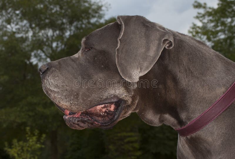 Blue Great Dane stock photo. Image of nose, ears, animal - 59567280