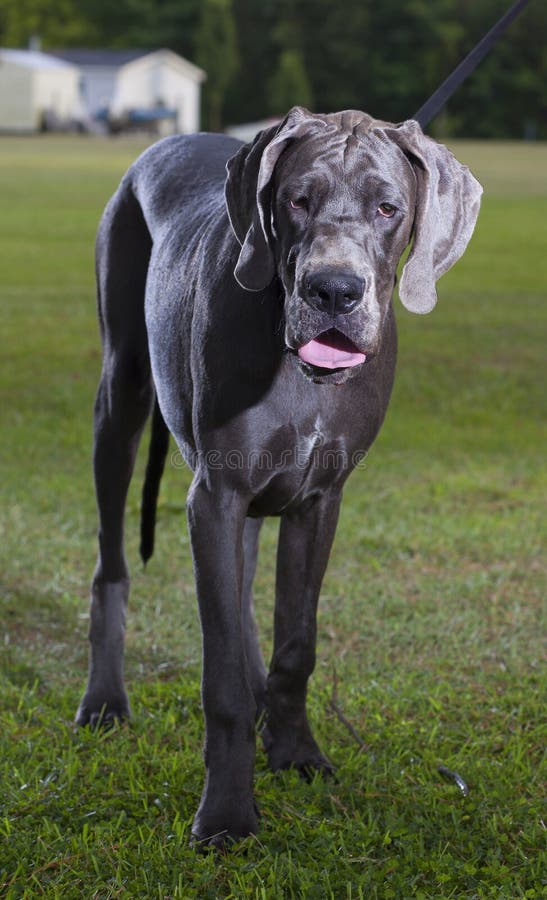 Blue Great Dane stock photo. Image of whiskers, hair - 56940936