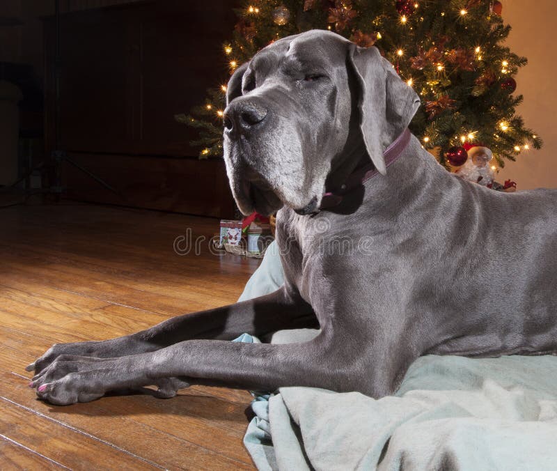 Blue Great Dane stock image. Image of great, limbs, ears - 68132583