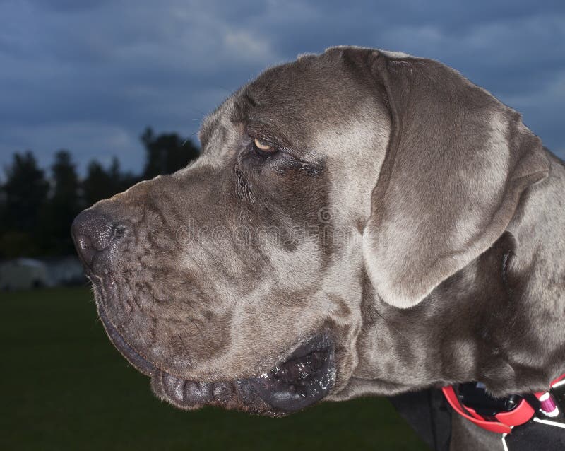 Blue Great Dane stock photo. Image of black, hair, mammal - 60760766