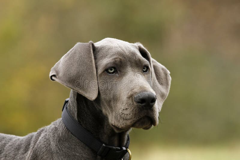 Blue Great Dane Puppy. stock photo. Image of canine, color - 21918556