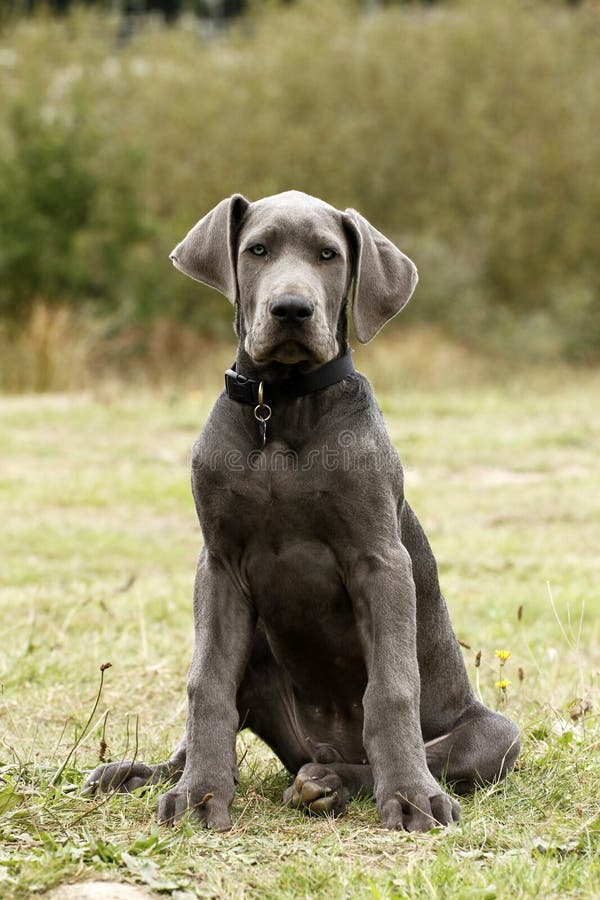 Blue Great Dane Puppy dog stock image. Image of breed - 21918581
