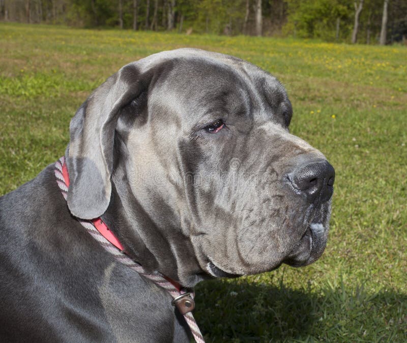Blue Great Dane stock image. Image of ears, mouth, grey - 70339791