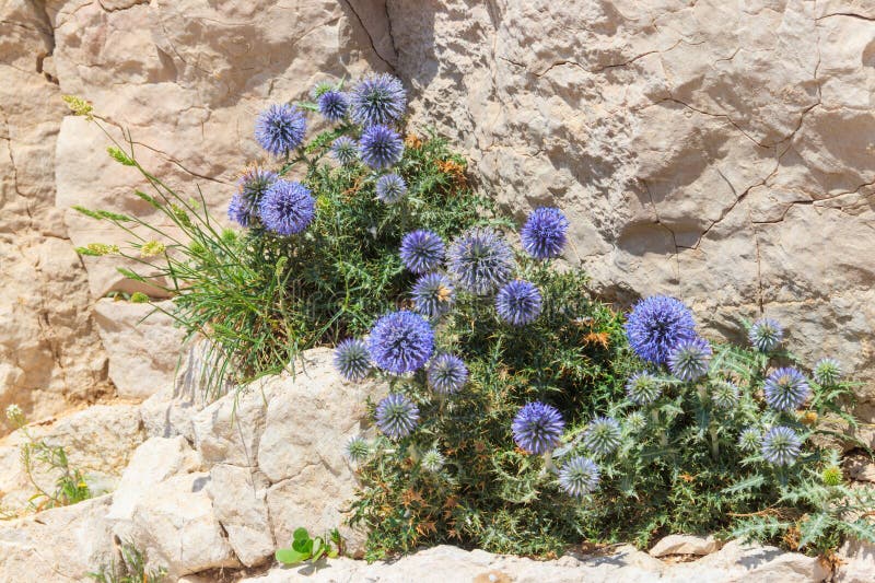 Blue Great Globe Thistle or Pale Globe Thistle (Echinops ...